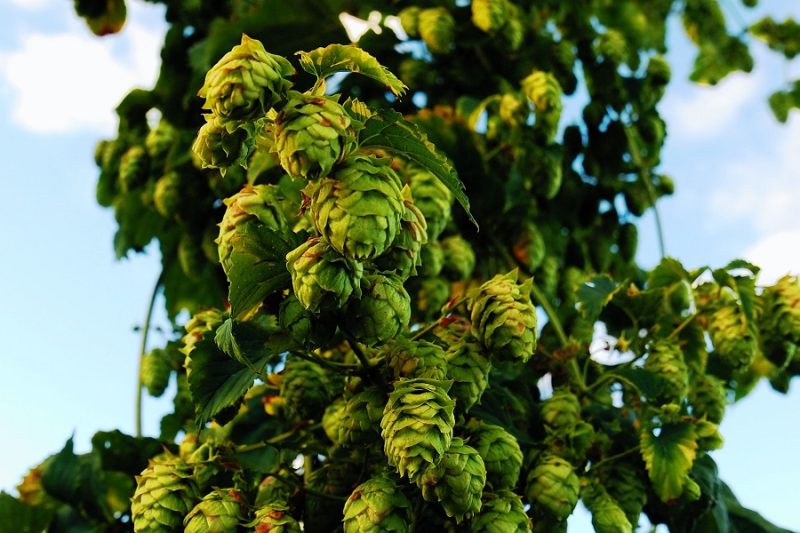 IPA Beer Knowledge - Best Things to Know - The Best of Life